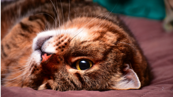 Como acontece a gripe do gato? Sintomas, prevenção e tratamento